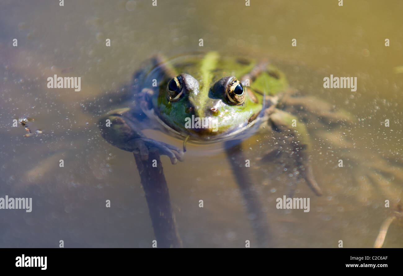 Detailed frog swimming in water with open eyes Stock Photo - Alamy