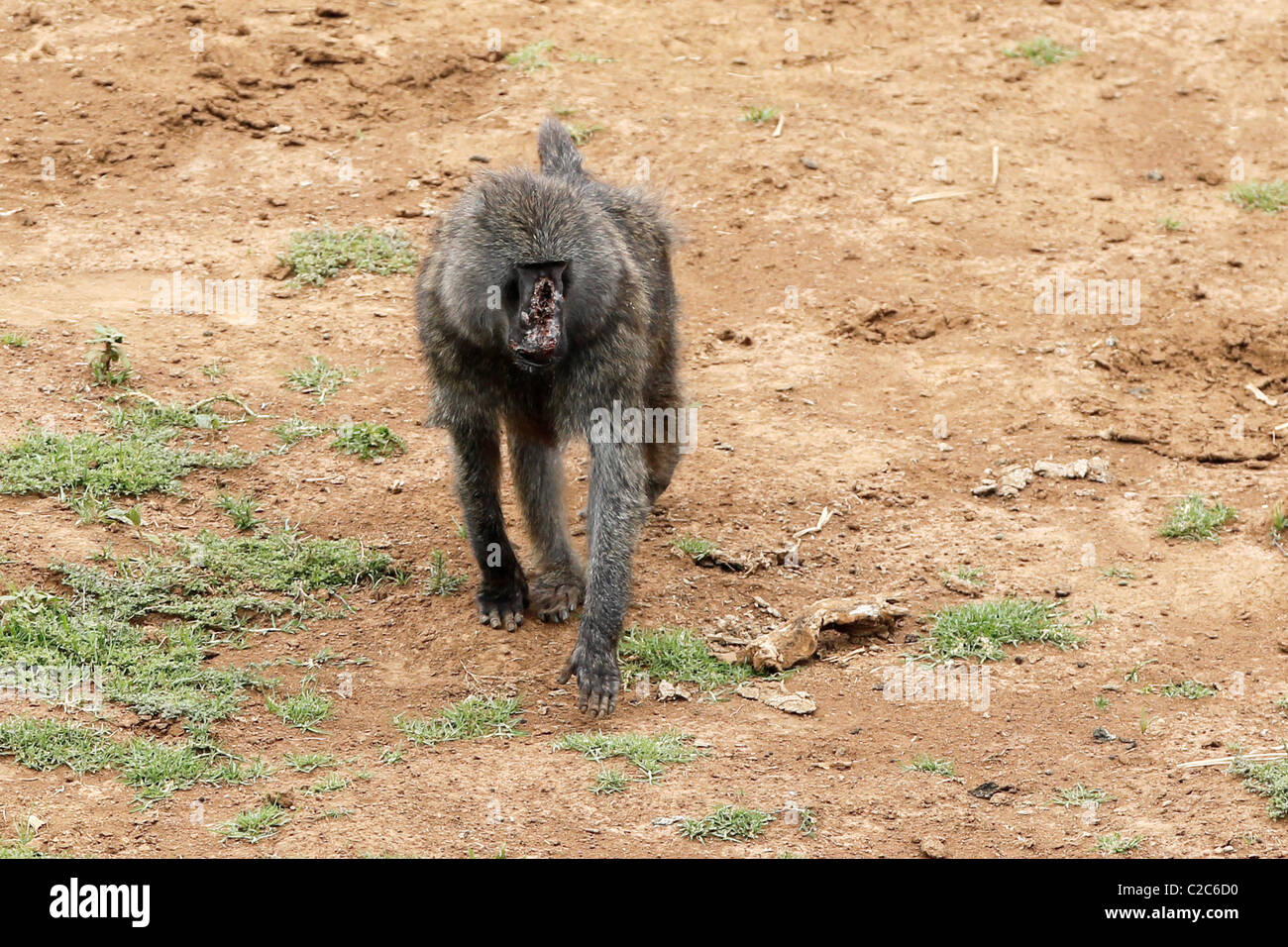A baboon walks with an injured face in Kenya Stock Photo - Alamy