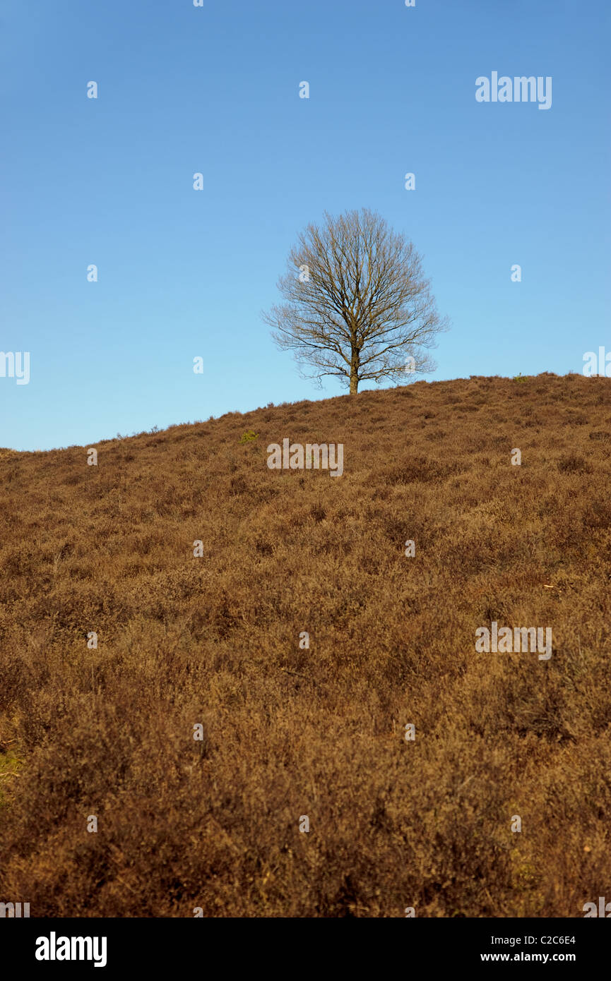 Lonely barren tree in early spring in brown heathland Stock Photo - Alamy