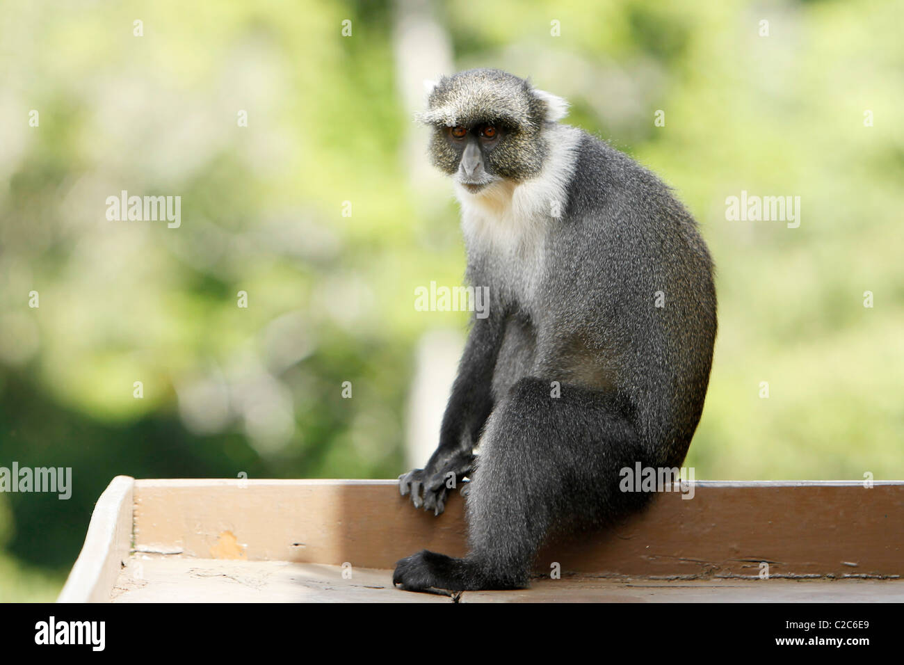 A Sykes' Monkey with one arm and no tail on a hotel balcony in ...