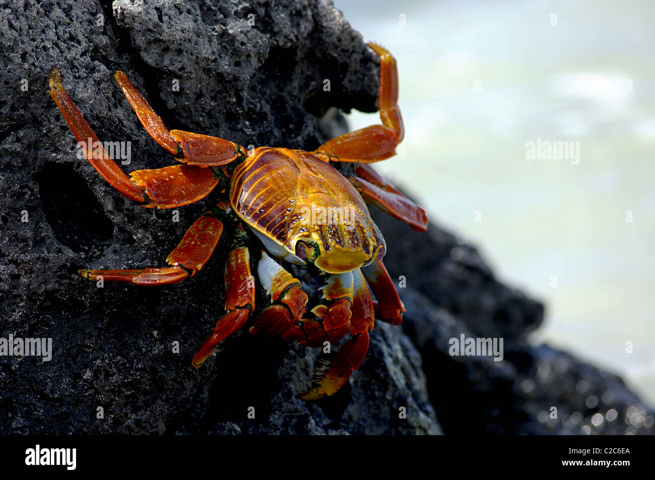Sally Lightfoot Crab - picture taken on the Galapagos Islands, 2009 ...
