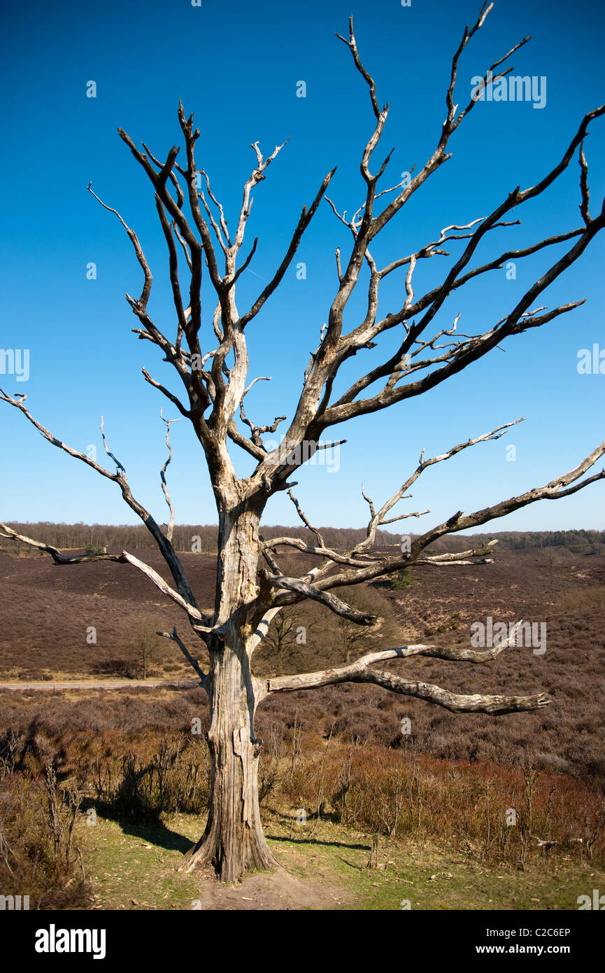 Lonely dead tree in early spring in brown heathland Stock Photo - Alamy