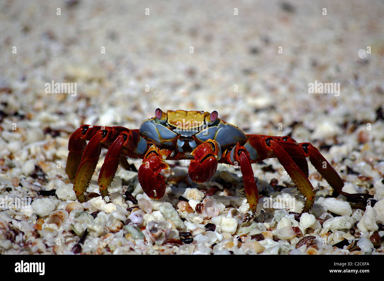 Sally Lightfoot Crab - picture taken on the Galapagos Islands, 2009 ...