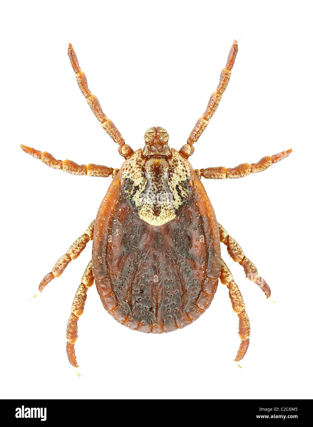 Female of Dermacentor marginatus isolated on a white background Stock ...