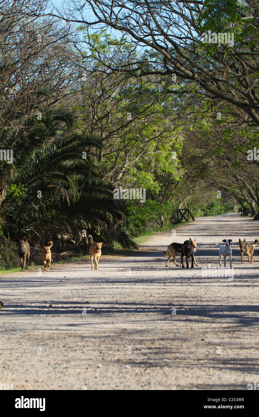 A pack of stray dogs early in the morning in the Reserva Ecologica ...