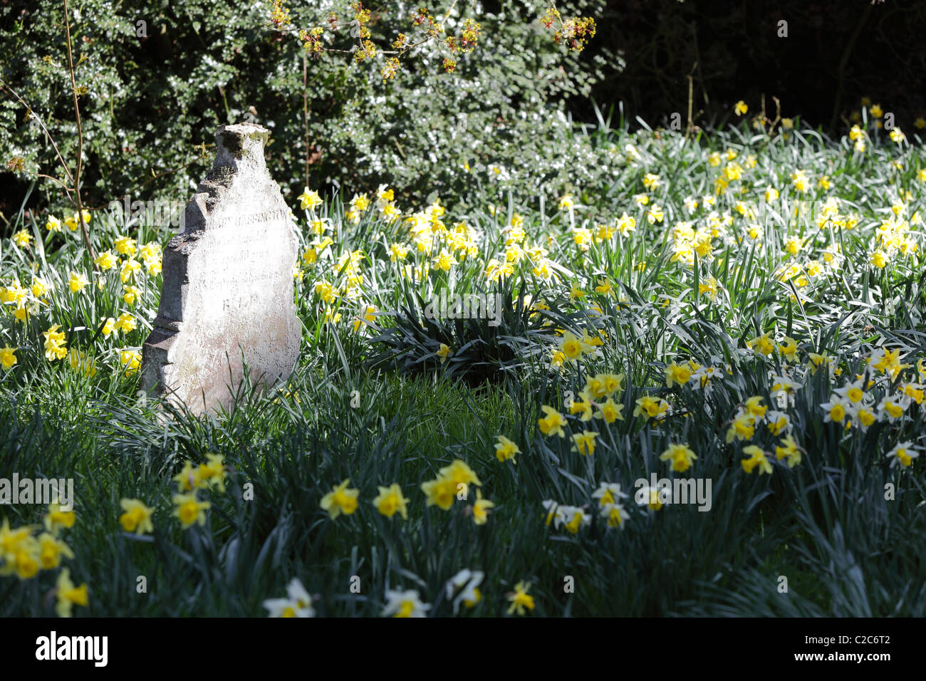 A soul at peace surrounded by nature`s beautiful spring offering of ...