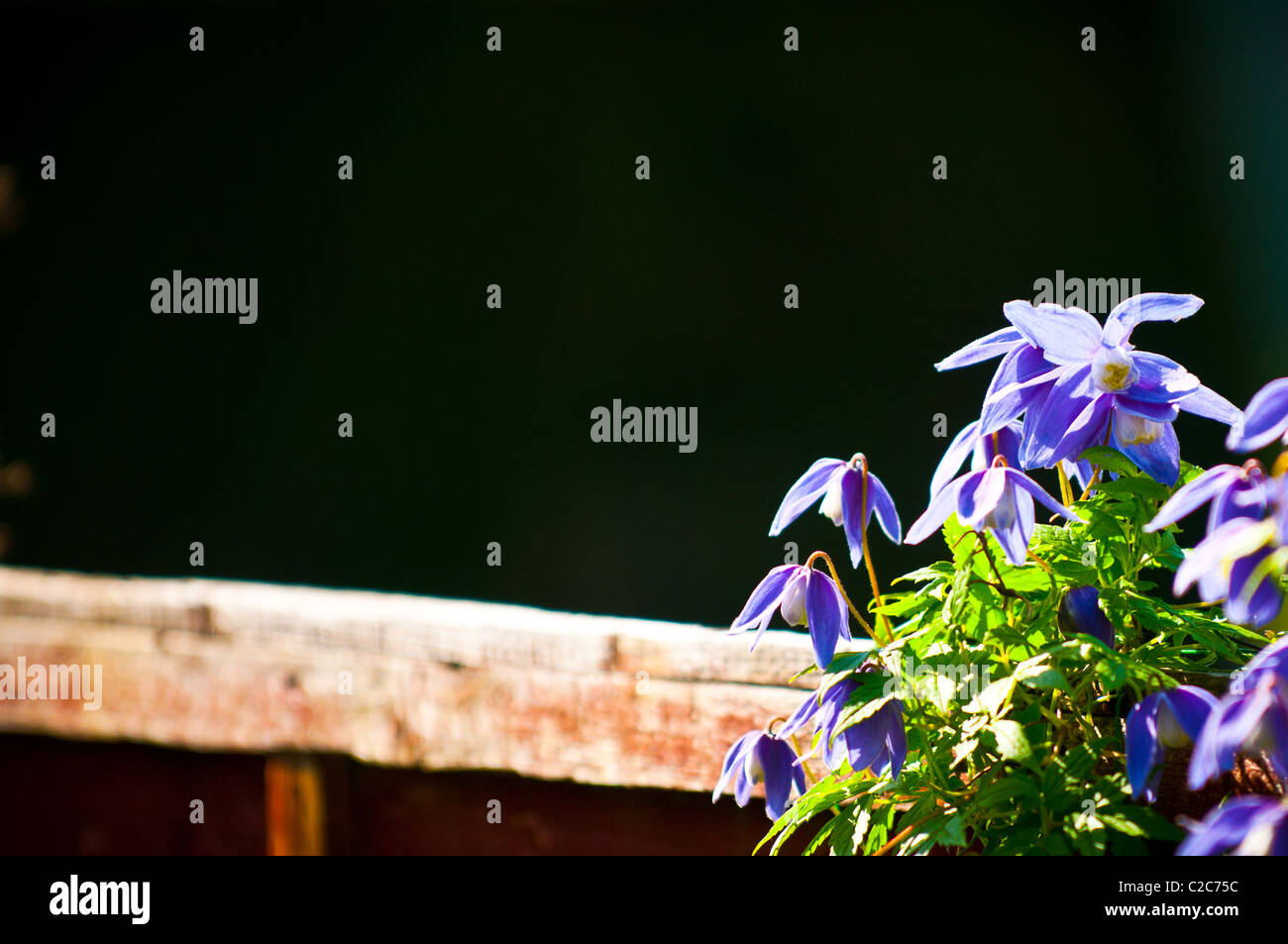 Spring Flower Corner Set Stock Photo - Alamy