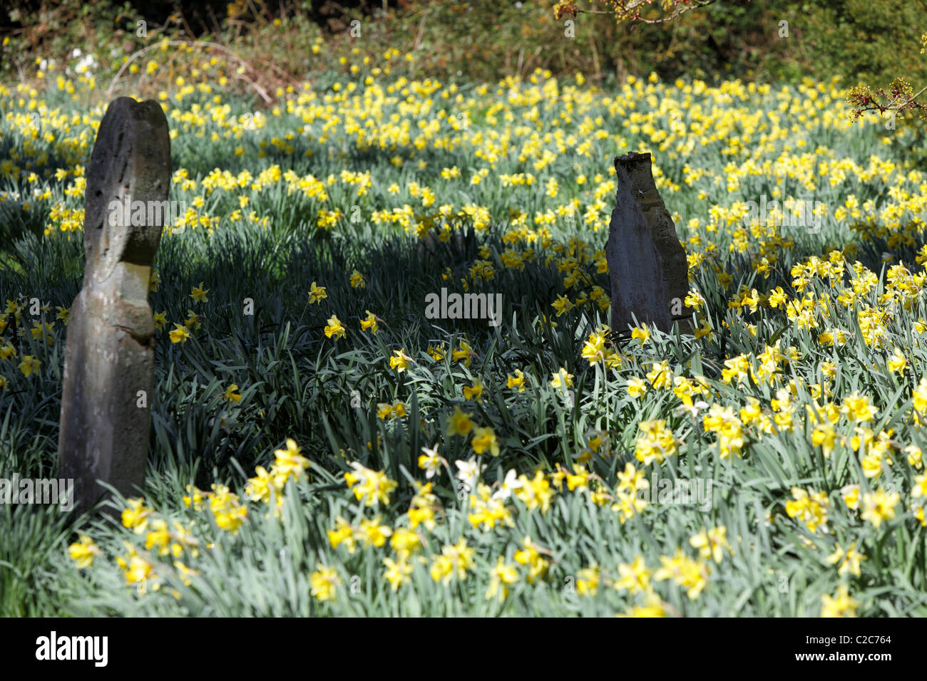 Plethora of spring daffodils surround two headstones in the catholic ...