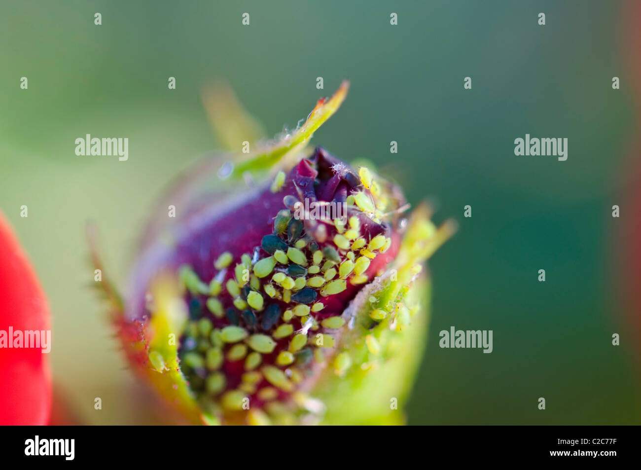 Aphis Plantlice (Aphididae Stock Photo - Alamy