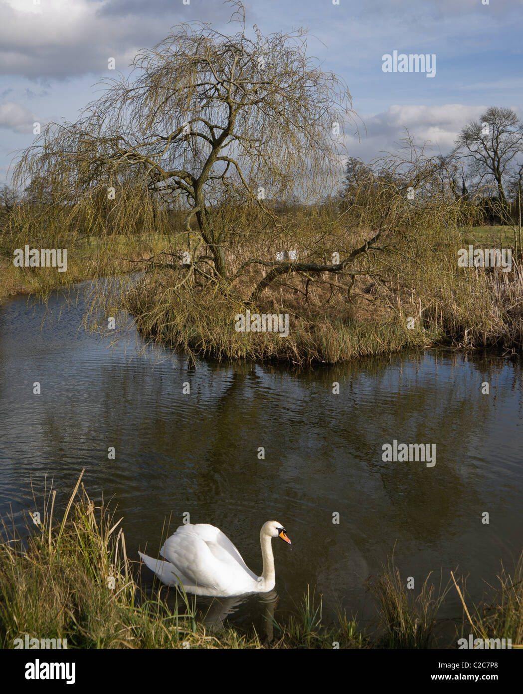 swan swans wetlands nature reserve wldlife sanctuary river arrow ...