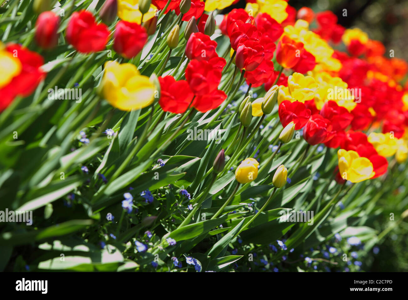Red and yellow tulips (Tulipa) arranged in an flowerbed and all soaking ...