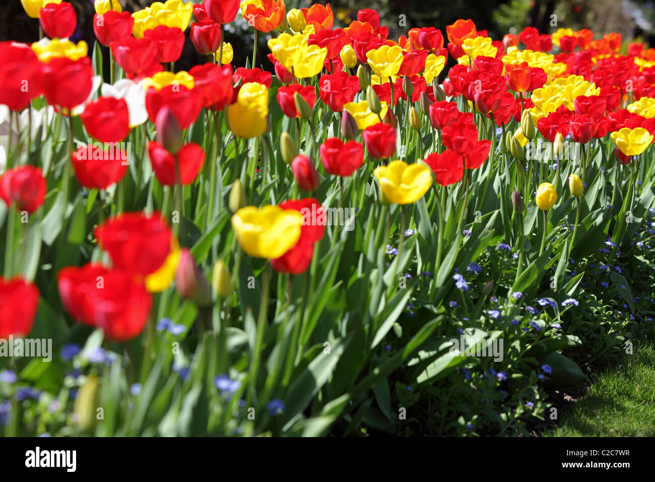 Blessed with spring sunshine yellow and red Tulips (Tulipa) offer the ...