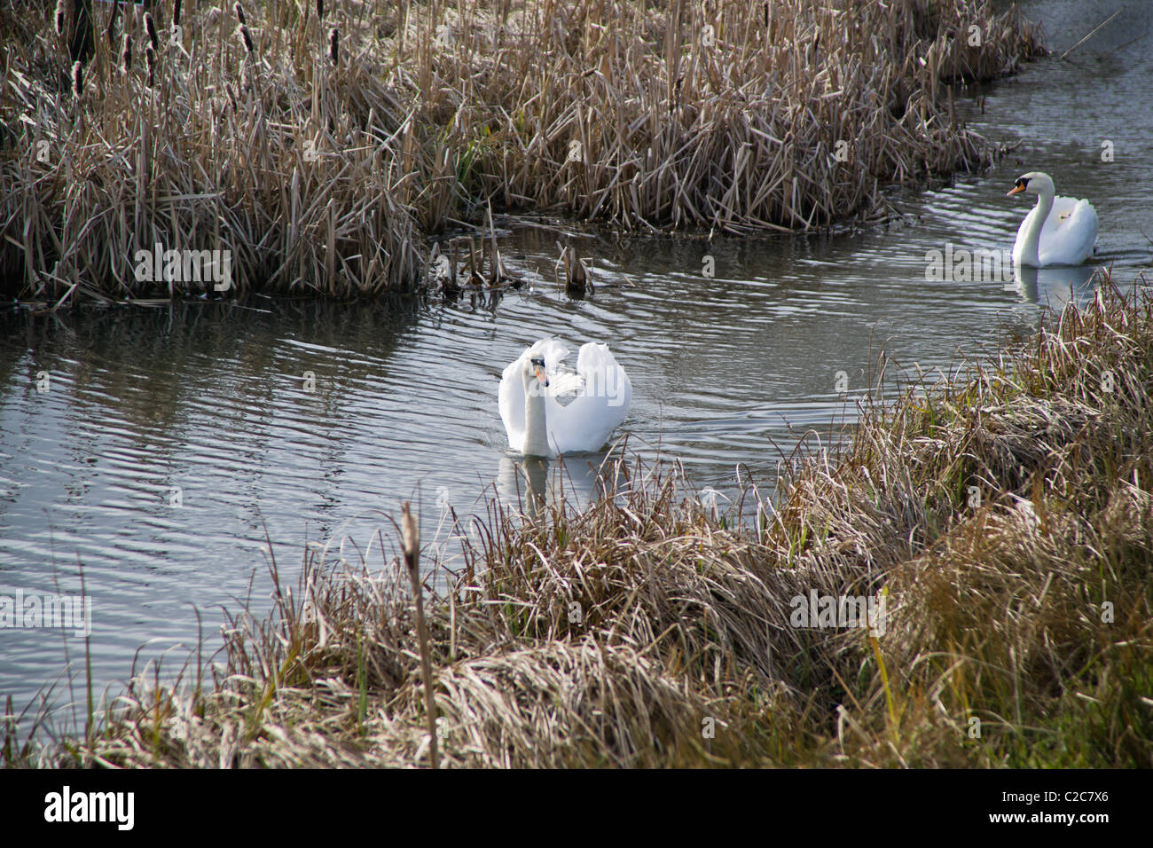 swan swans wetlands nature reserve wildlife sanctuary Stock Photo - Alamy
