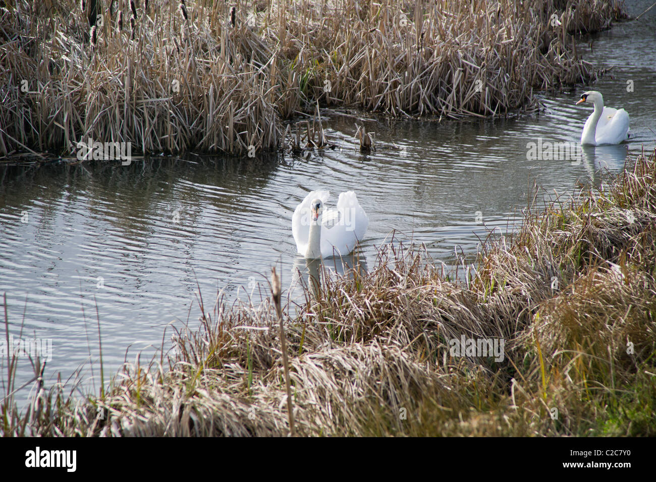 swan swans wetlands nature reserve wildlife sanctuary Stock Photo - Alamy