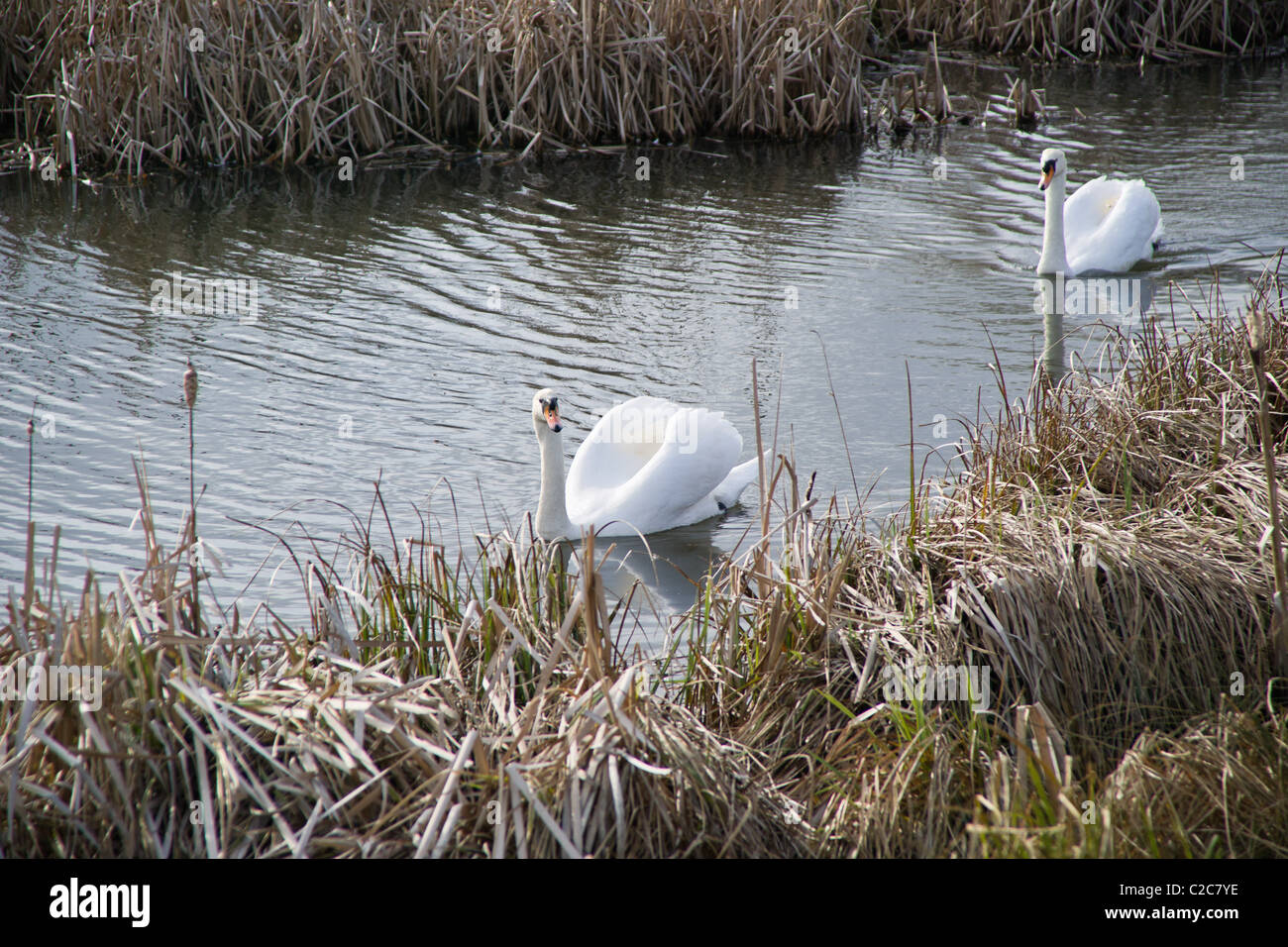 swan swans wetlands nature reserve wildlife sanctuary Stock Photo - Alamy