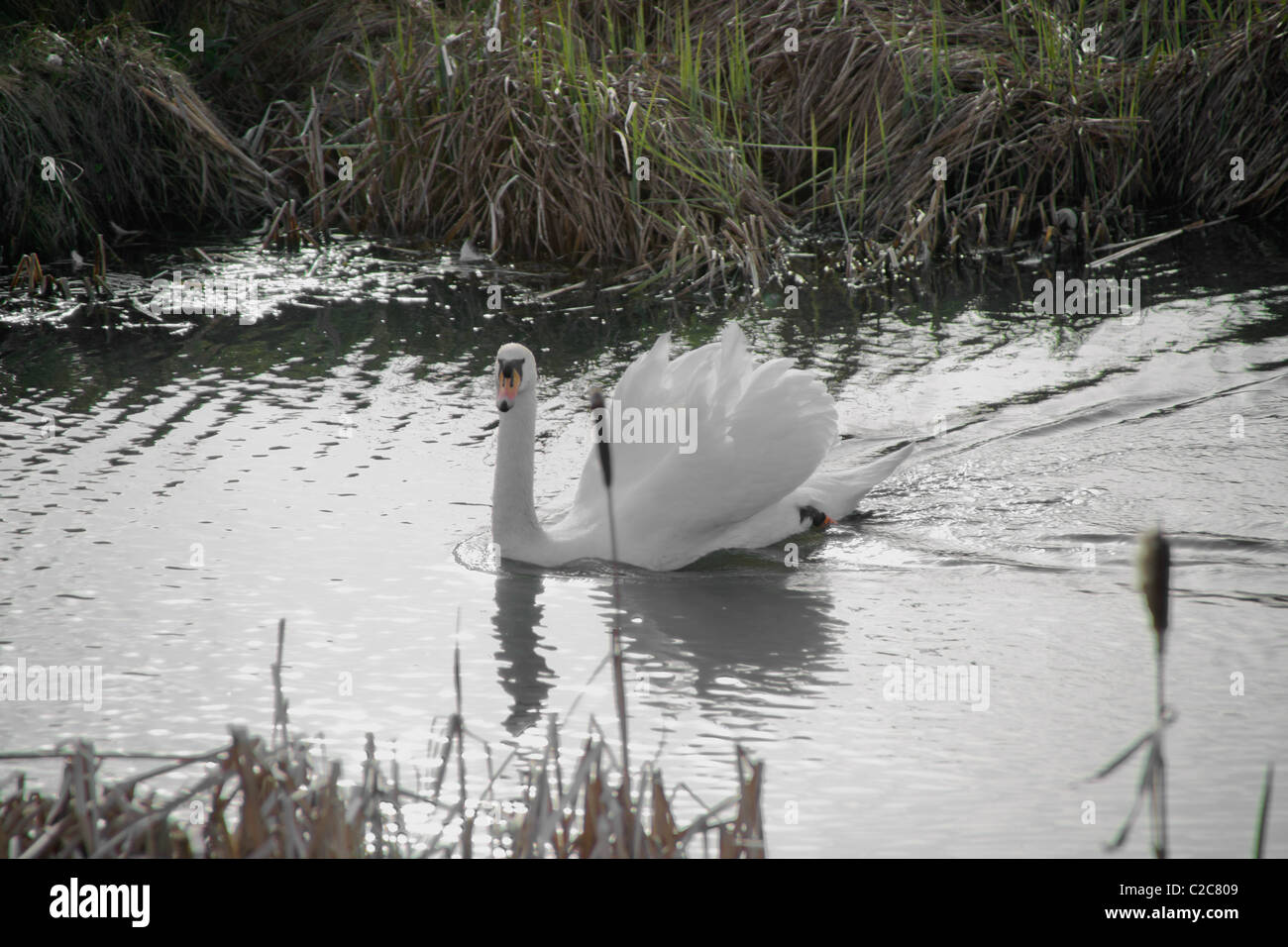 swan swans wetlands nature reserve wildlife sanctuary Stock Photo - Alamy