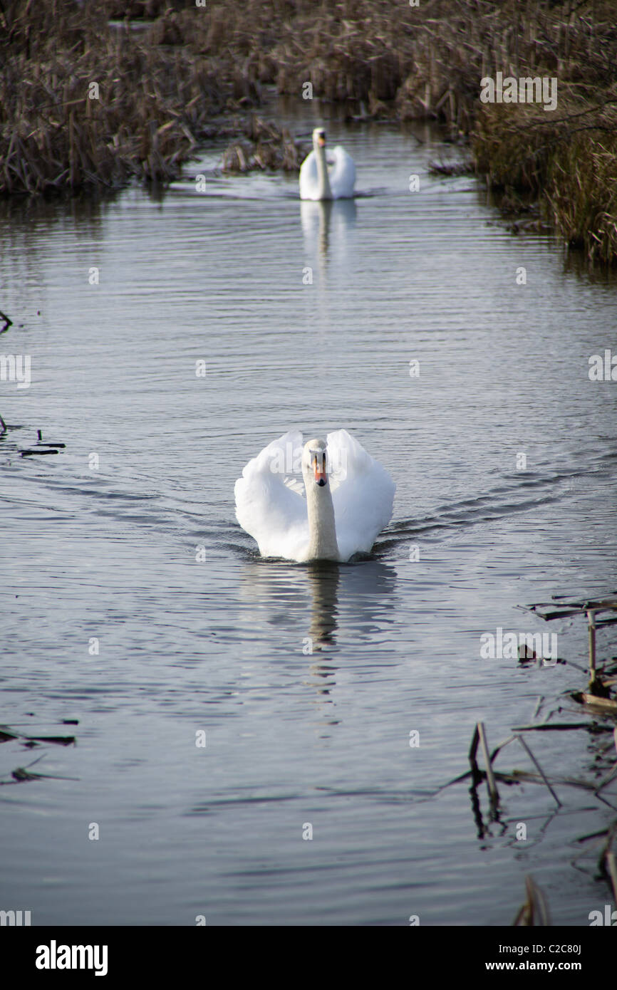 swan swans wetlands nature reserve wildlife sanctuary Stock Photo - Alamy