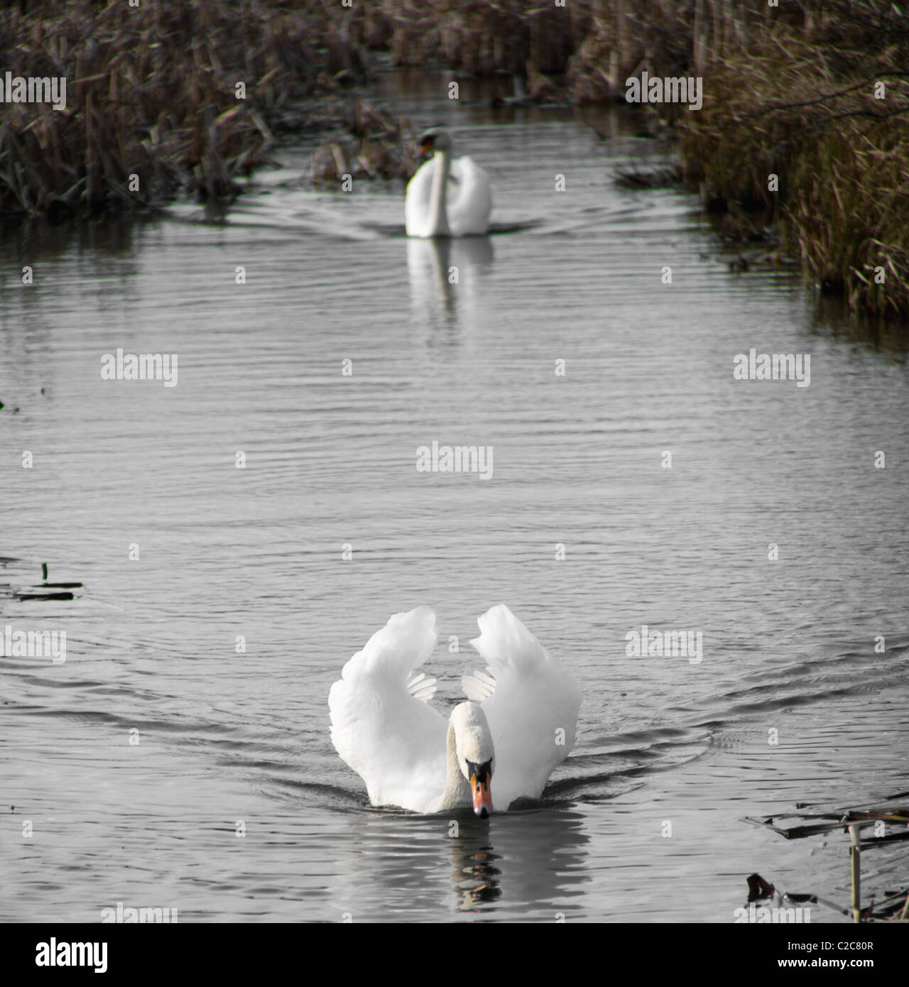 swan swans wetlands nature reserve wildlife sanctuary Stock Photo - Alamy