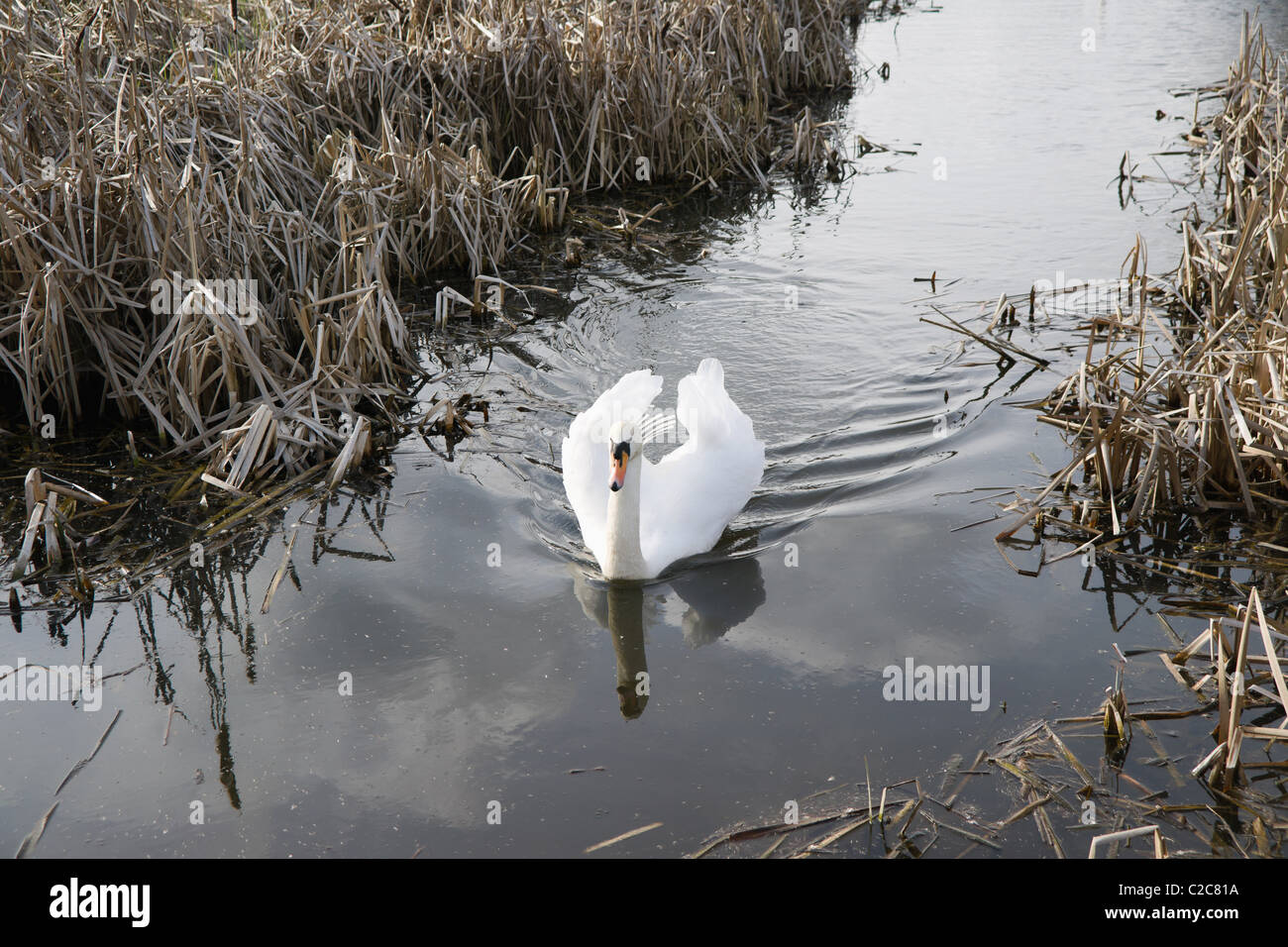 swan swans wetlands nature reserve wildlife sanctuary Stock Photo - Alamy