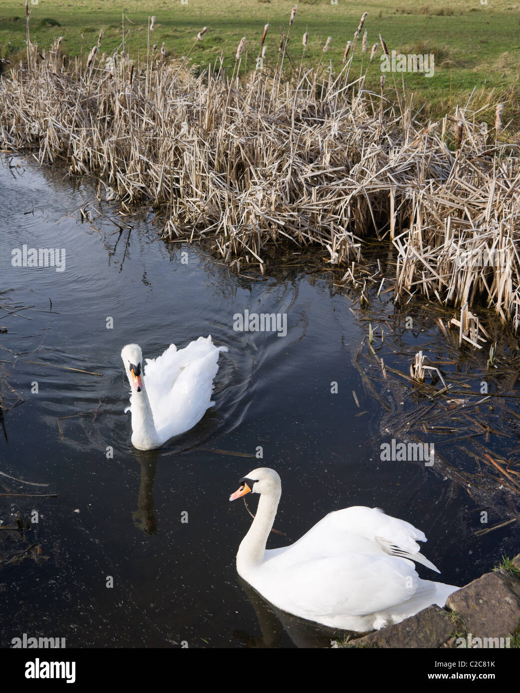 swan swans wetlands nature reserve wildlife sanctuary Stock Photo - Alamy