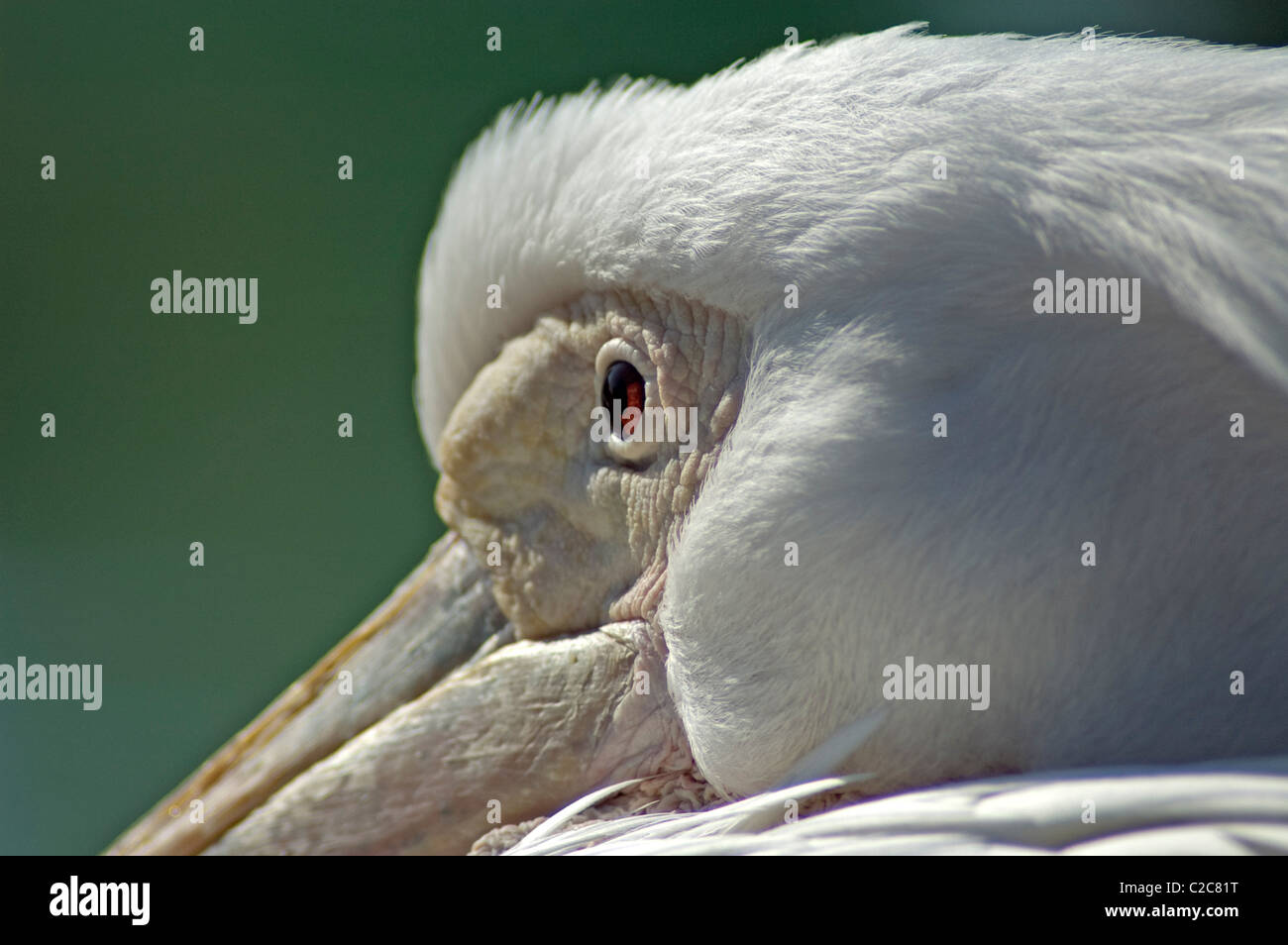 Evolution of bird beaks hi-res stock photography and images - Alamy
