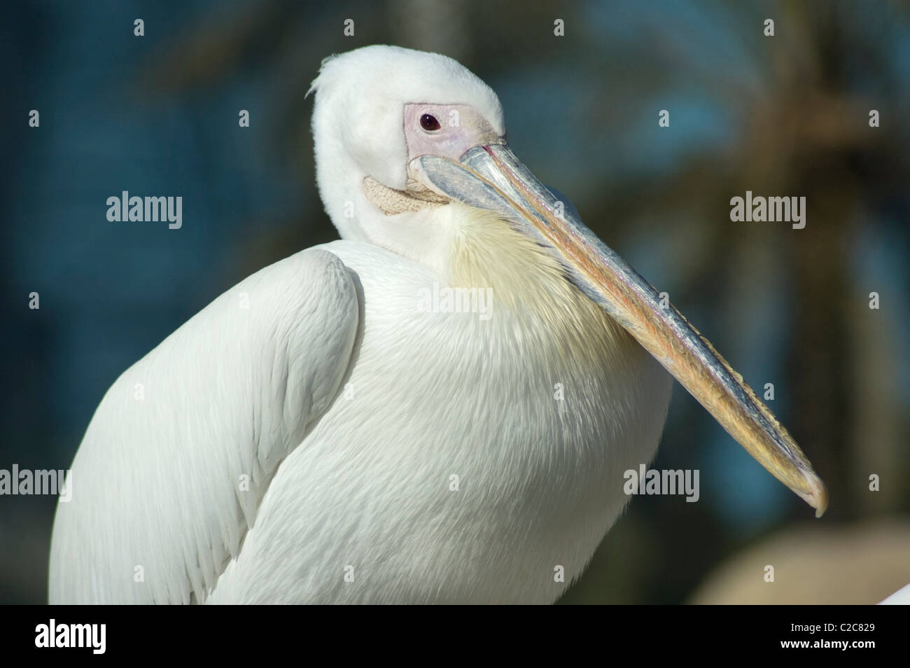 Evolution of bird beaks hi-res stock photography and images - Alamy