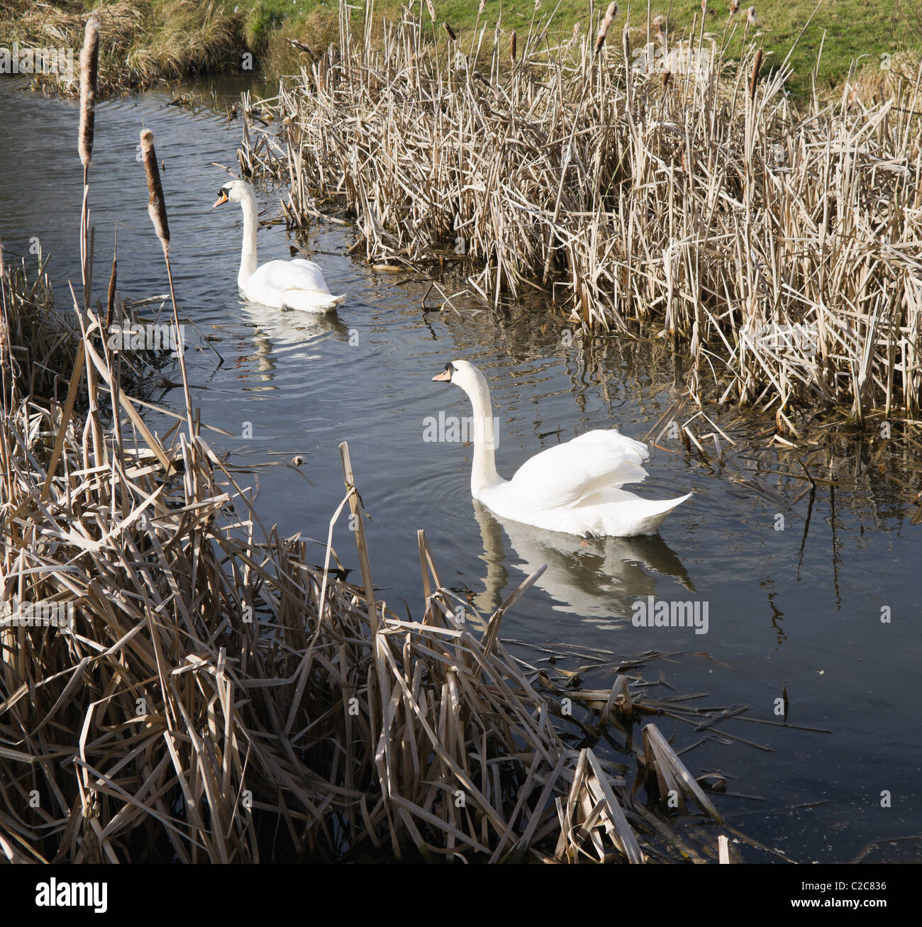 swan swans wetlands nature reserve wildlife sanctuary Stock Photo - Alamy
