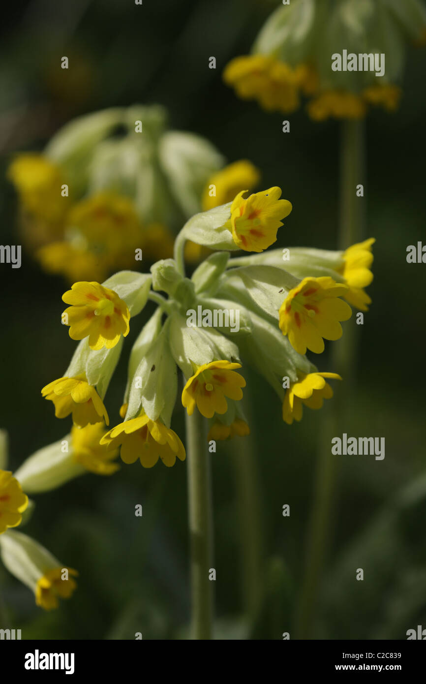 Cowslips grown in a wild garden Stock Photo - Alamy