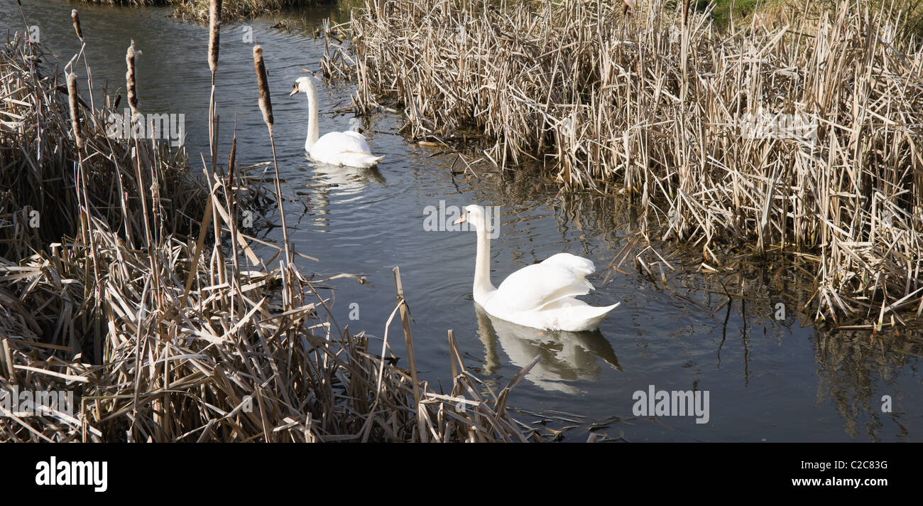 swan swans wetlands nature reserve wildlife sanctuary Stock Photo - Alamy