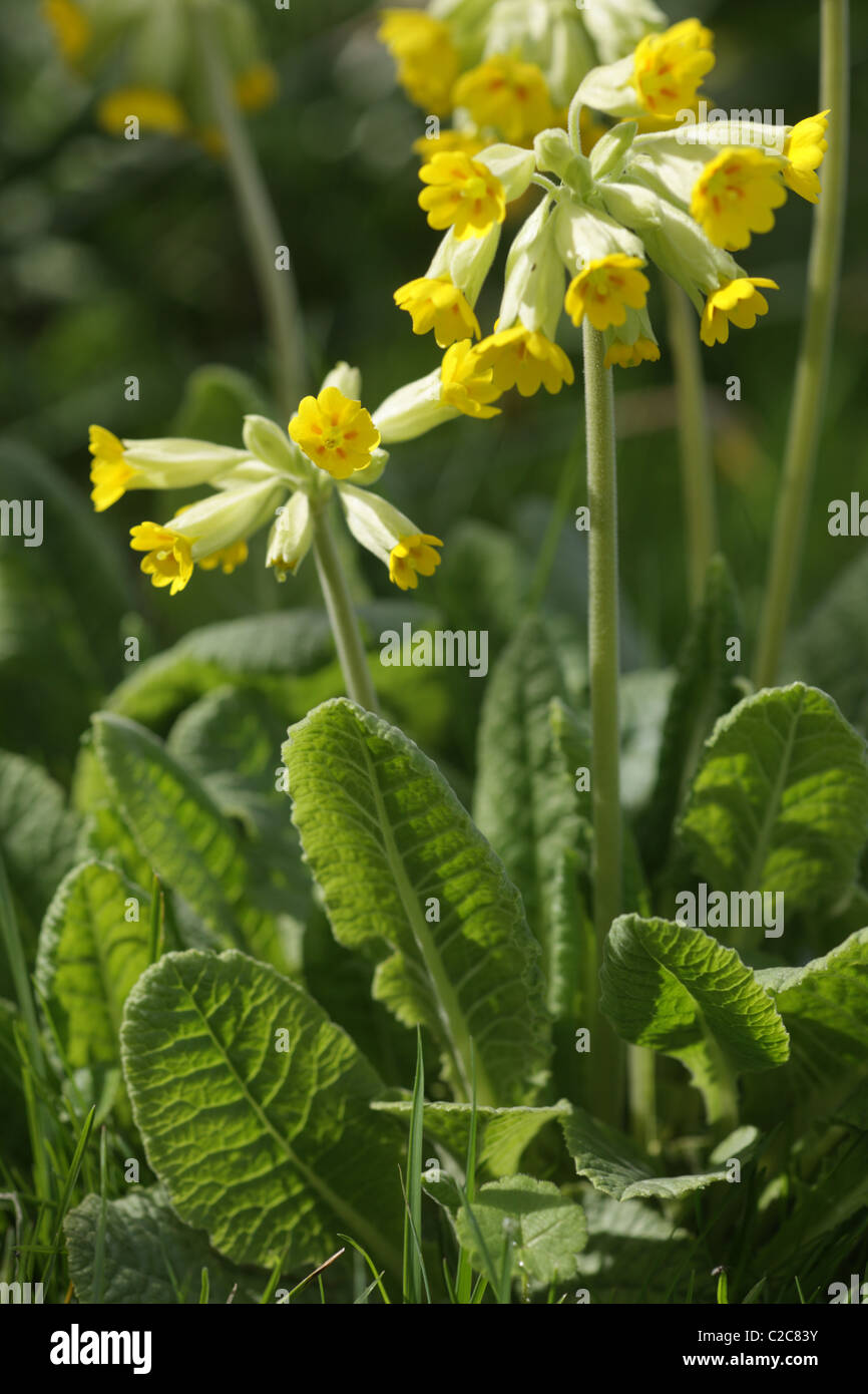 Cowslips grown in a wild garden Stock Photo - Alamy
