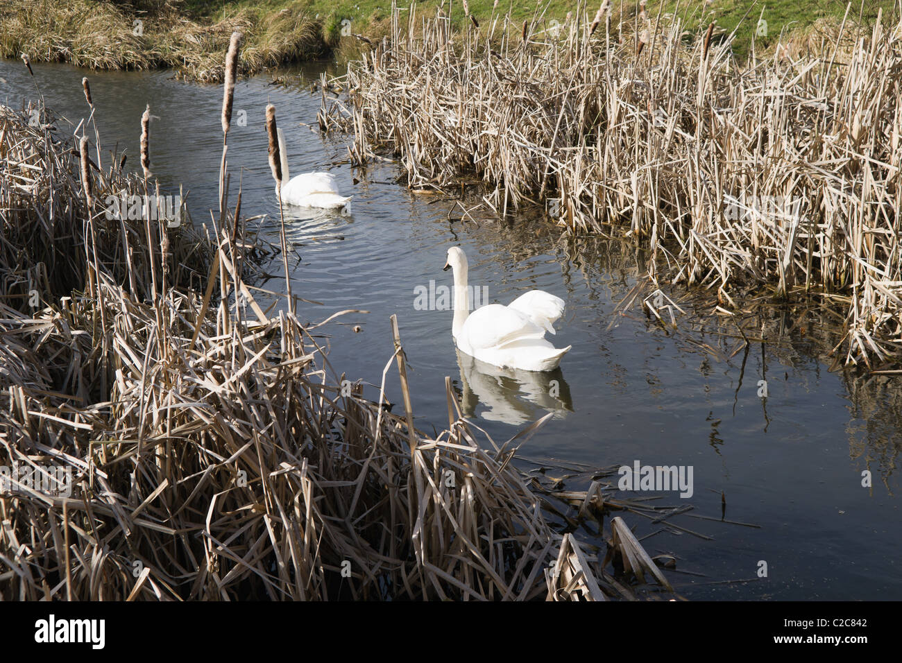 swan swans wetlands nature reserve wildlife sanctuary Stock Photo - Alamy