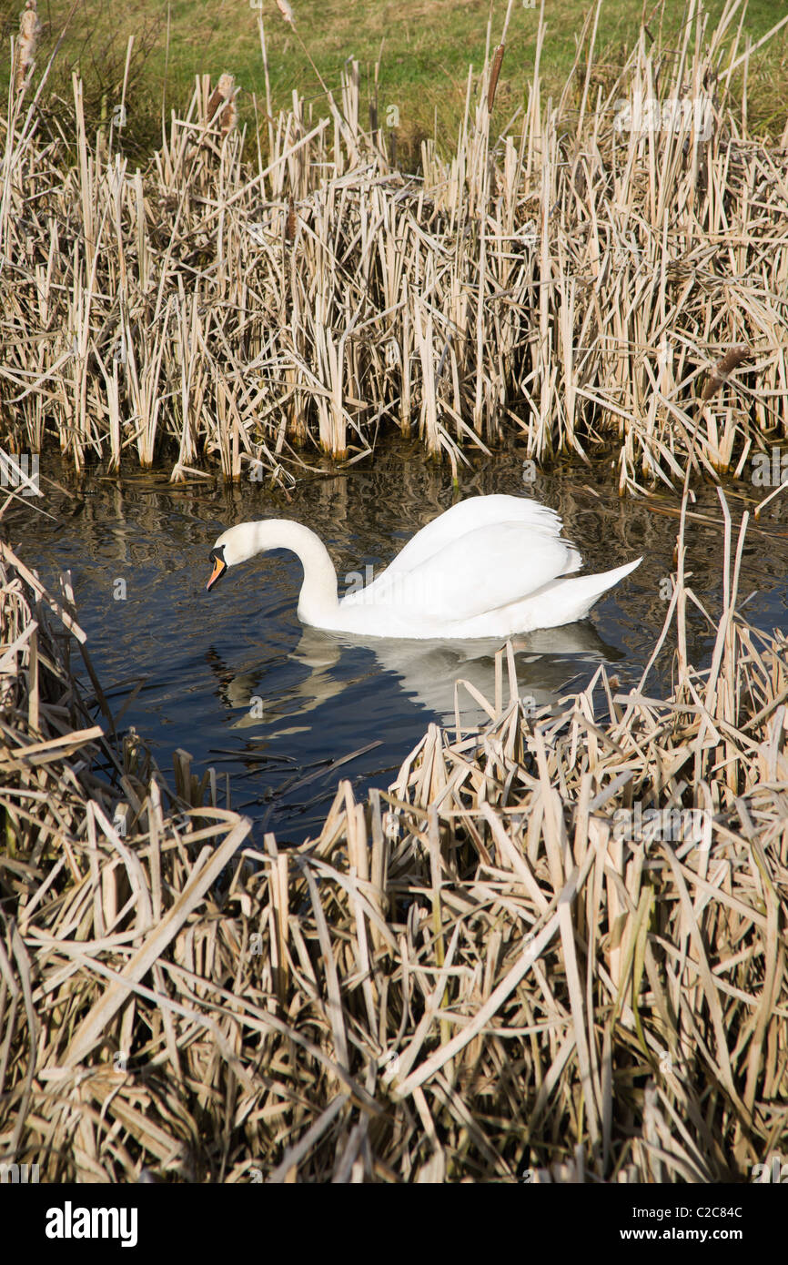 swan swans wetlands nature reserve wildlife sanctuary Stock Photo - Alamy