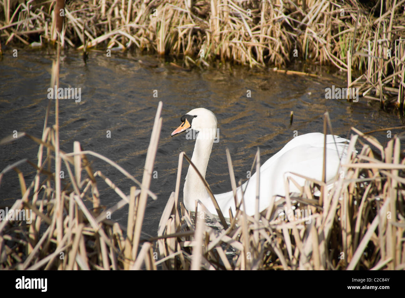 swan swans wetlands nature reserve wildlife sanctuary Stock Photo - Alamy