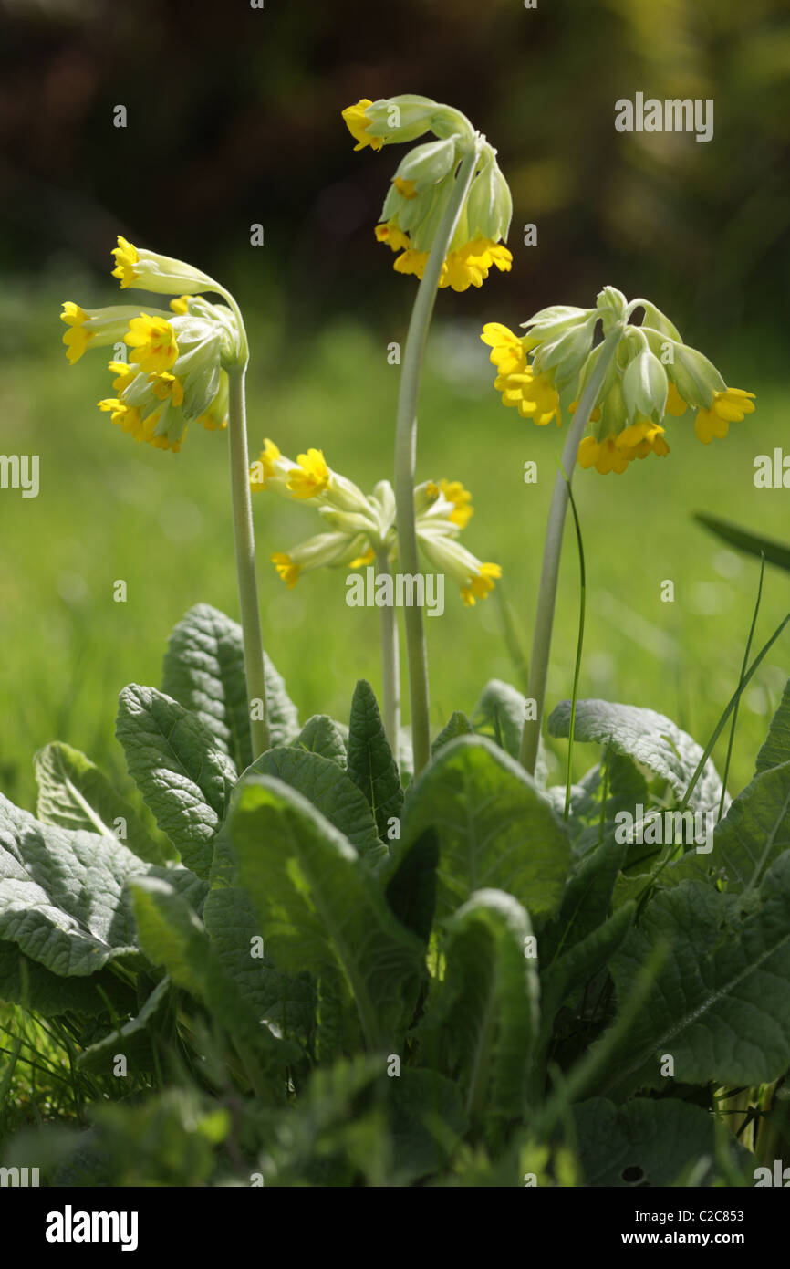 Cowslips grown in a wild garden Stock Photo - Alamy