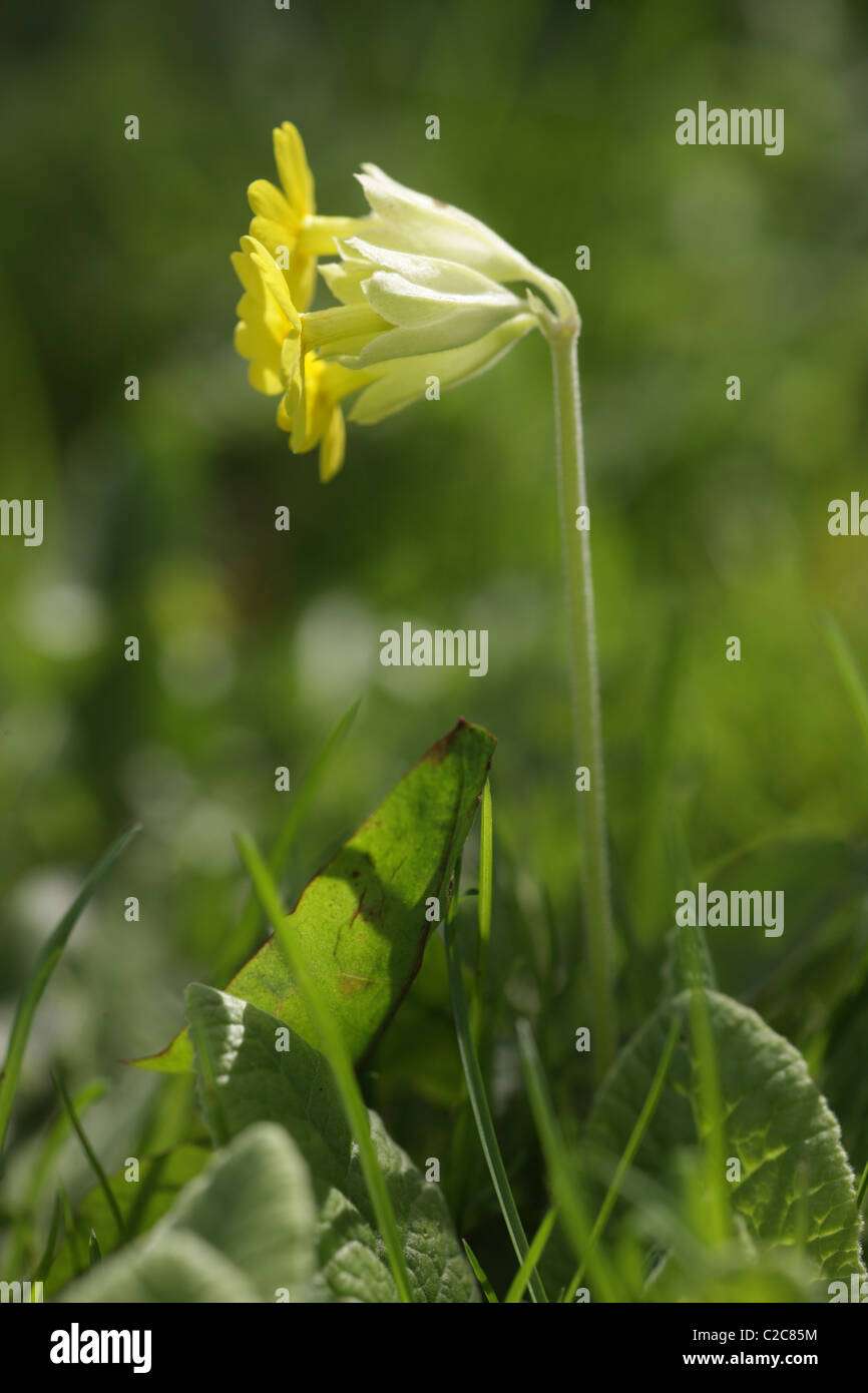 Cowslips grown in a wild garden Stock Photo - Alamy