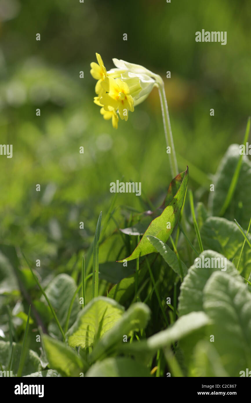 Cowslips grown in a wild garden Stock Photo - Alamy