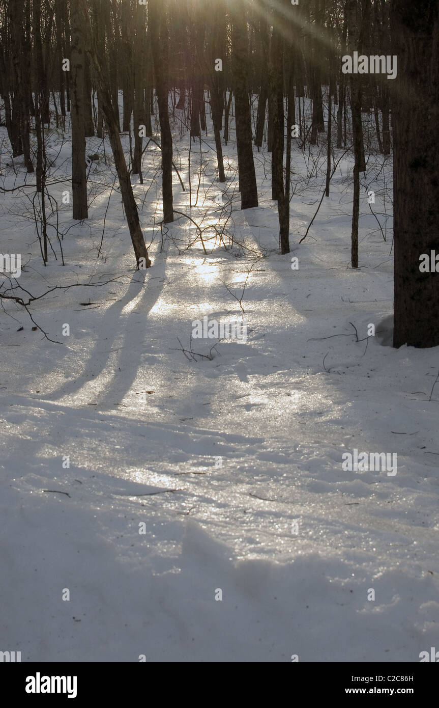 Sun shining onto tree hi-res stock photography and images - Alamy