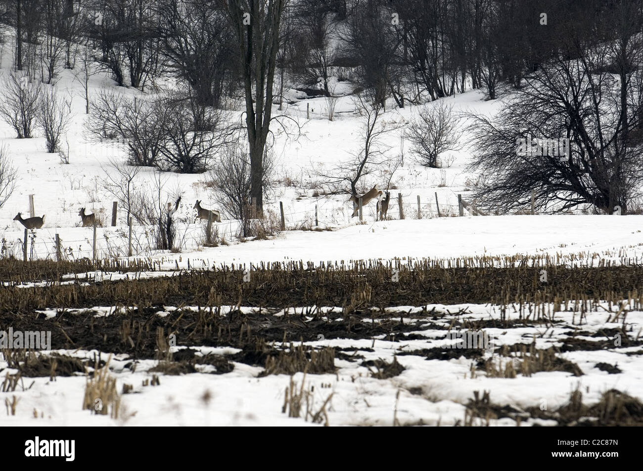 Deer running along fence Stock Photo - Alamy