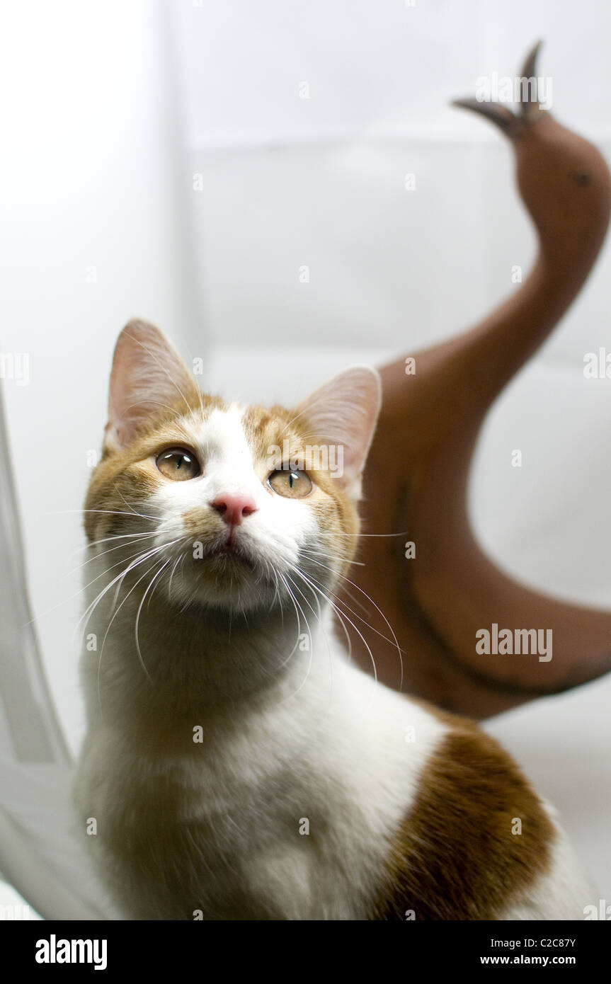 Cat looking at bright light Stock Photo - Alamy