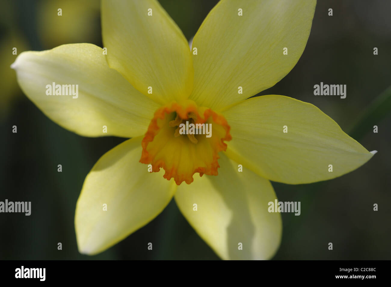 Daffodil growing in a wildlife garden Stock Photo - Alamy