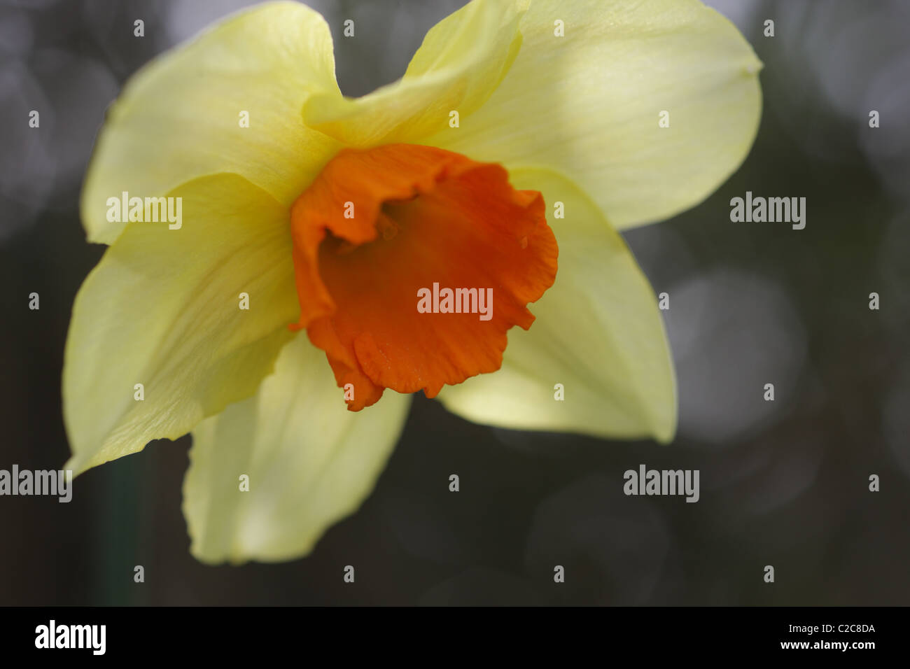 Daffodil growing in a wildlife garden Stock Photo - Alamy