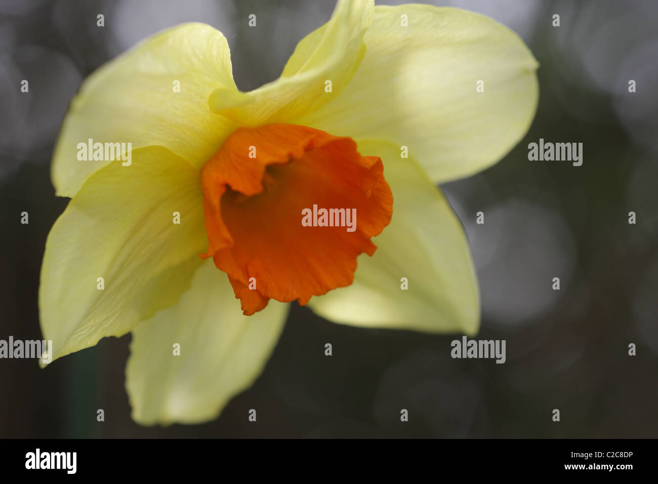 Daffodil growing in a wildlife garden Stock Photo - Alamy
