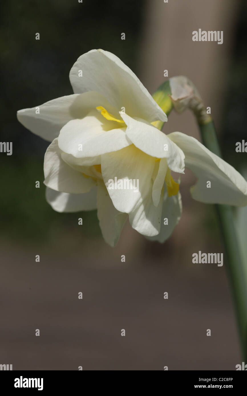 Daffodil growing in a wildlife garden Stock Photo - Alamy