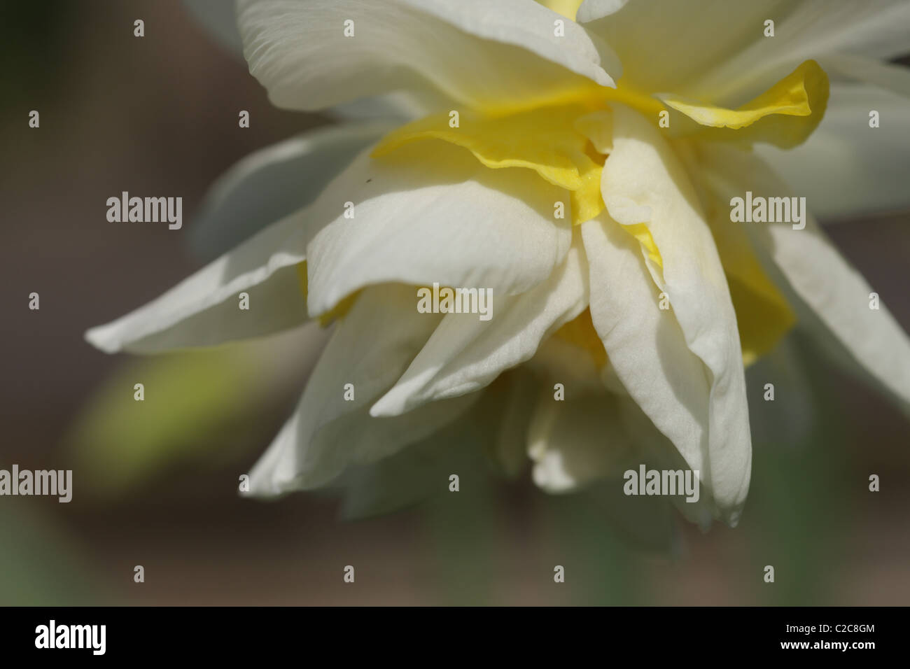 Daffodil growing in a wildlife garden Stock Photo - Alamy