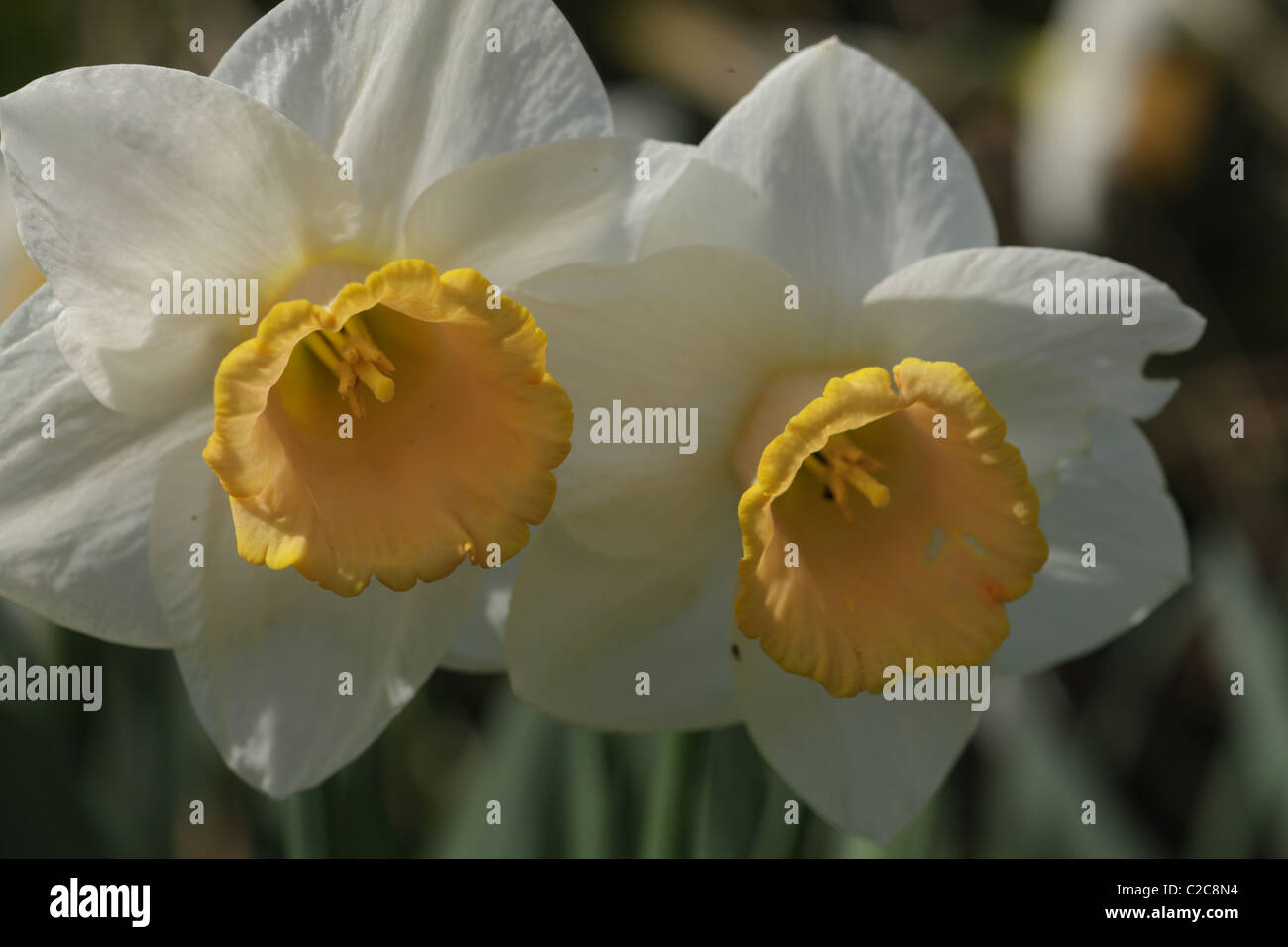 Daffodil growing in a wildlife garden Stock Photo - Alamy