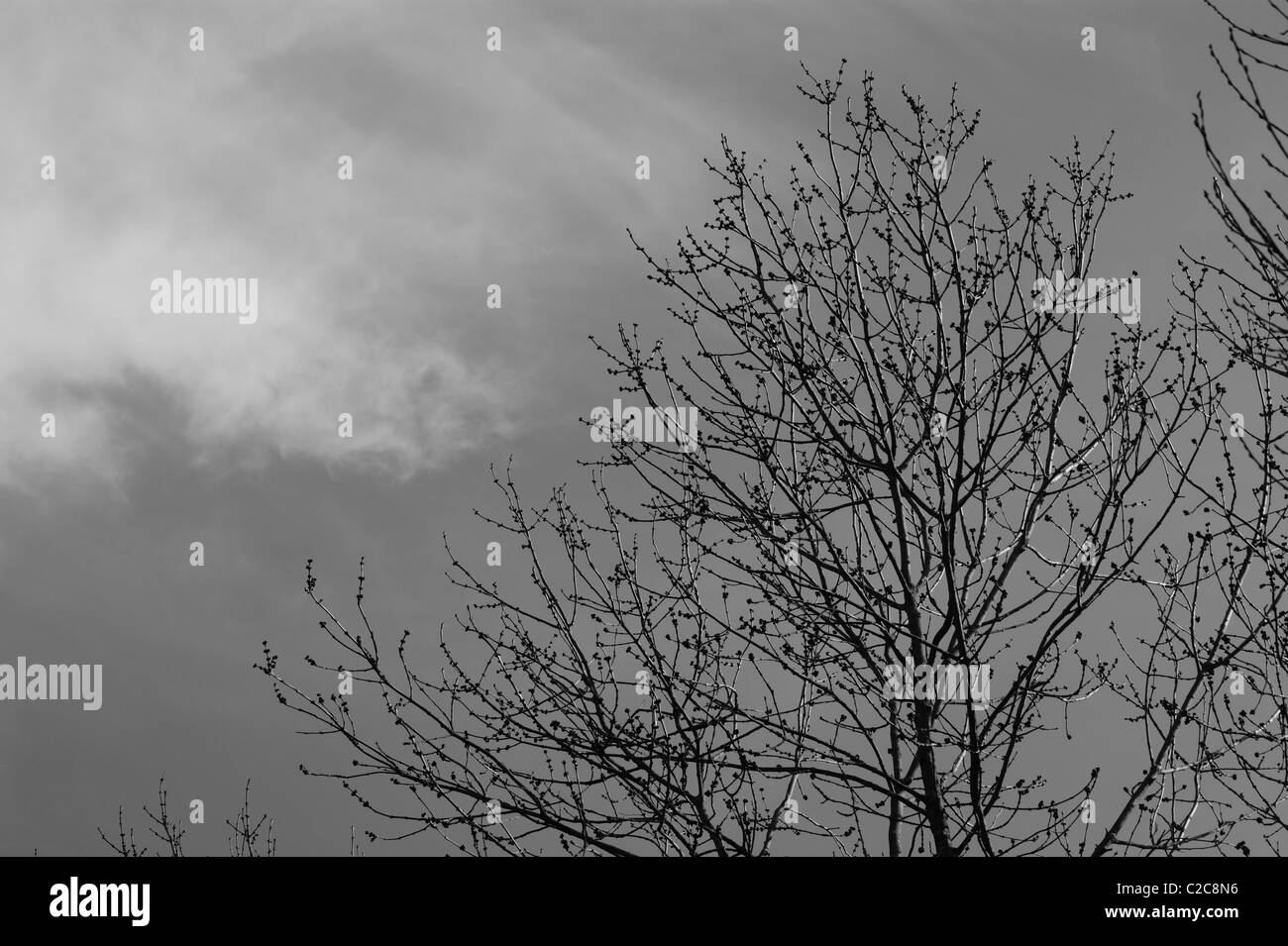 tree in clouds Stock Photo - Alamy