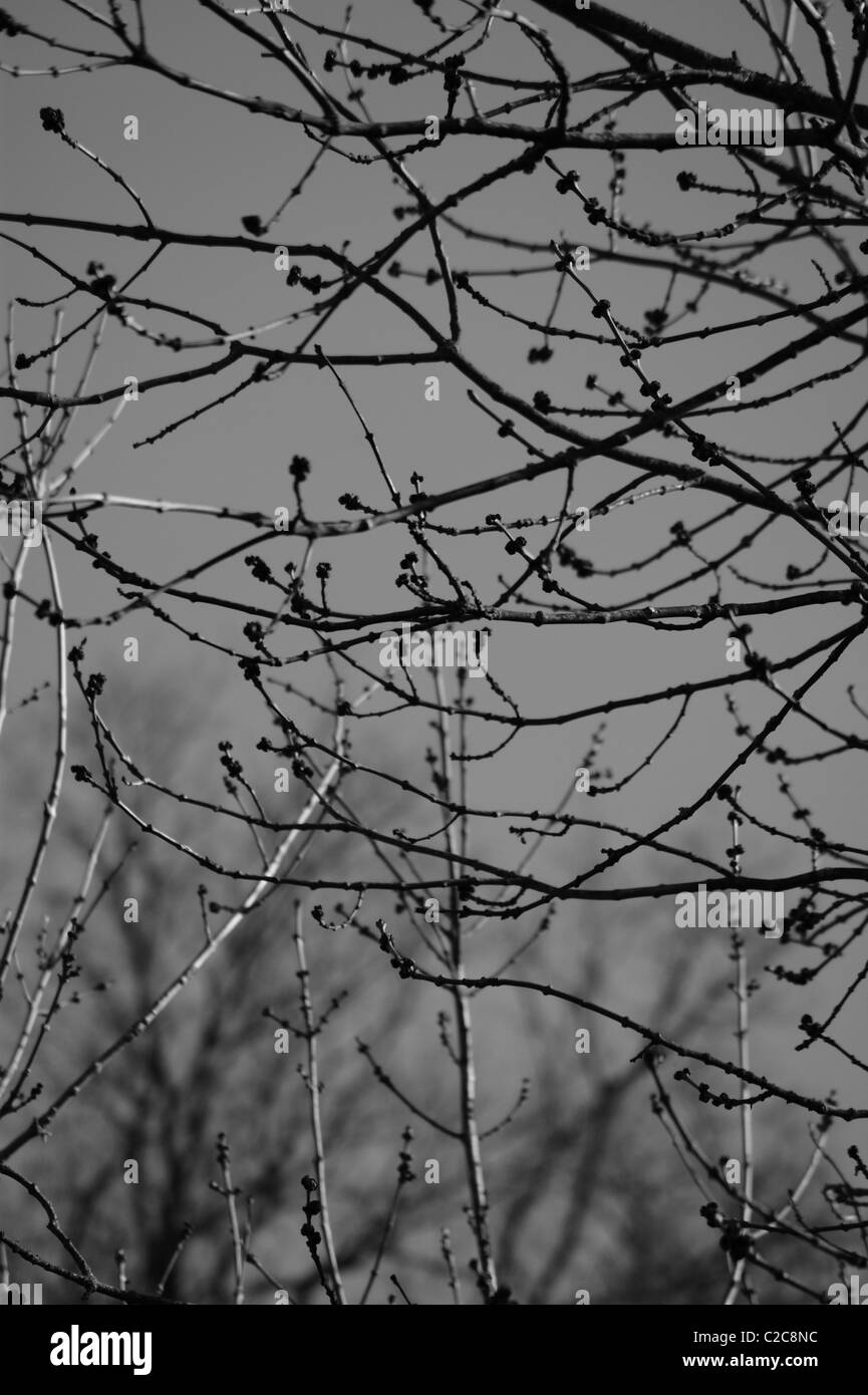 dance of branches Stock Photo - Alamy