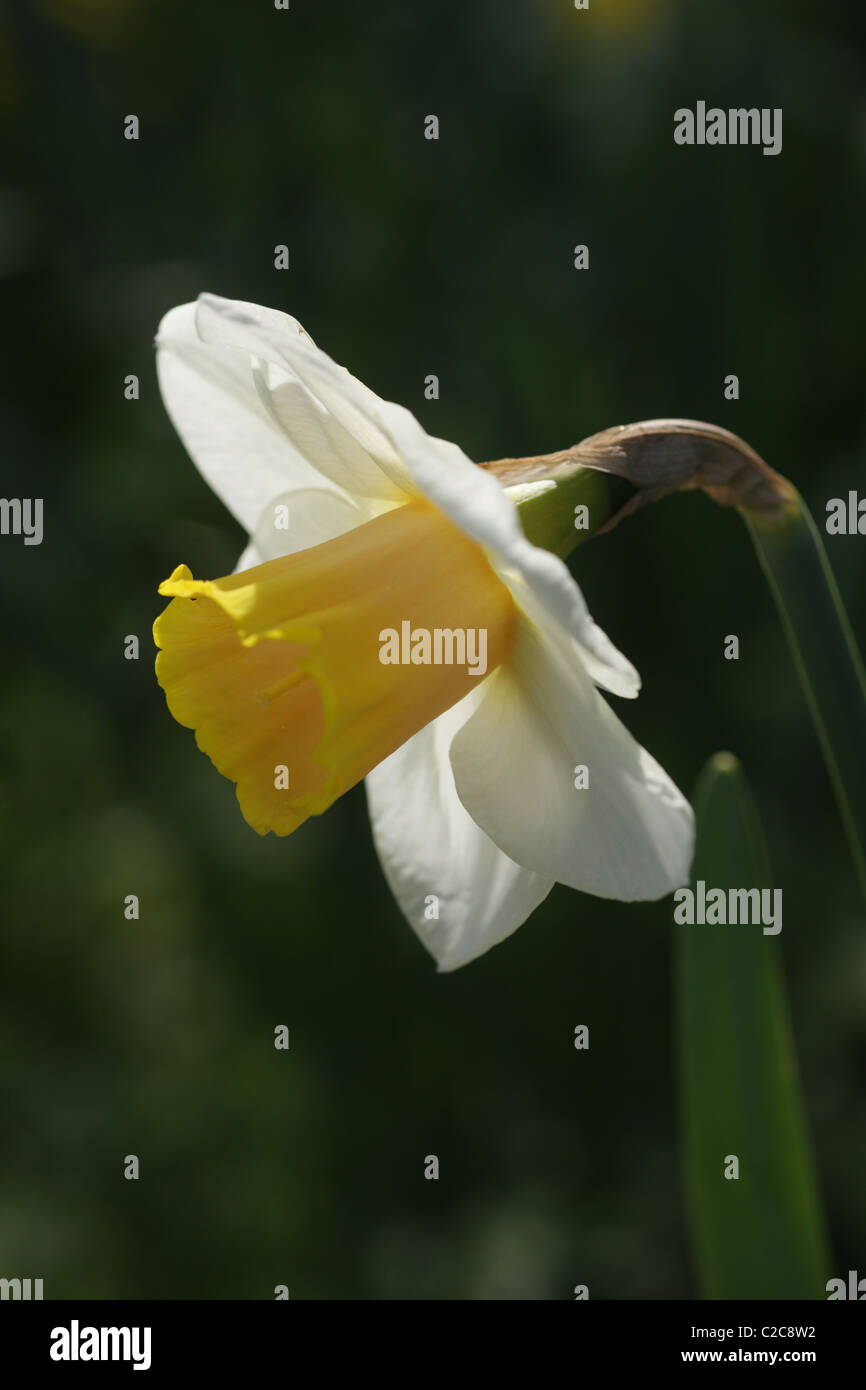 Daffodil growing in a wildlife garden Stock Photo - Alamy