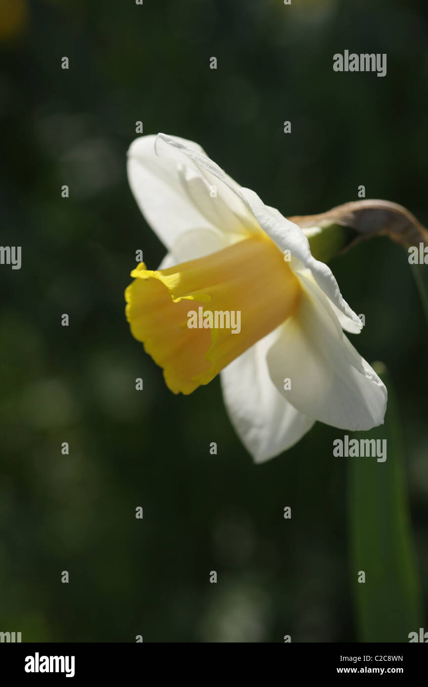 Daffodil growing in a wildlife garden Stock Photo - Alamy
