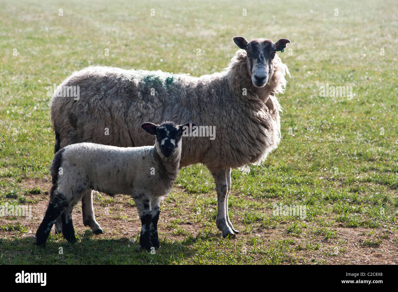 A ewe and her young lamb, about a week old, in a sunny field. This ...
